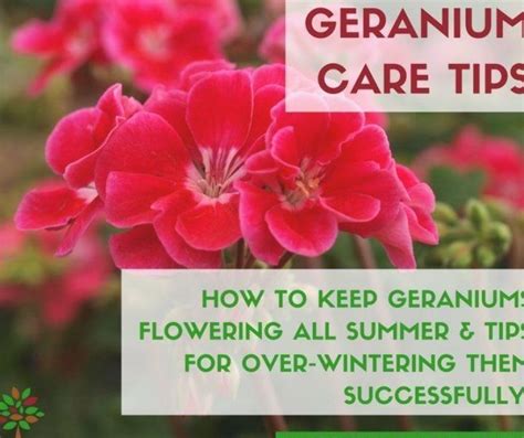 Geranium Care Tips How To Keep Geraniums Flowering
