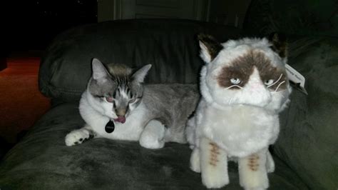 Grumpy Cat Imgur