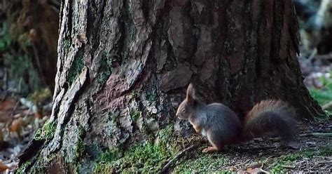 Enjoy This Picture Of A Squirrel Chilling Album On Imgur