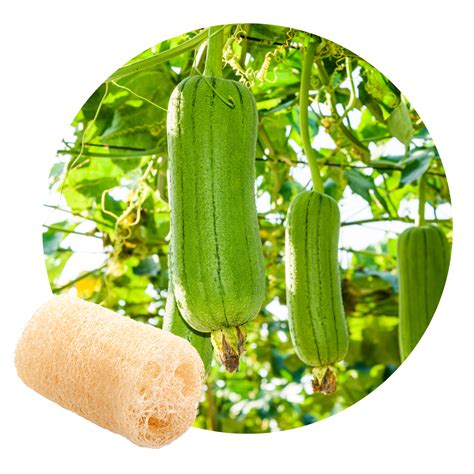 Luffa