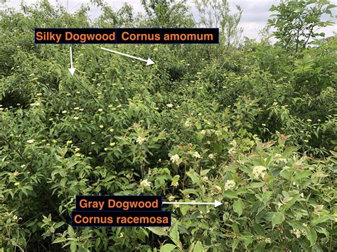 The Myth Of The Thicket Less Prairie — Indigenous Landscapes