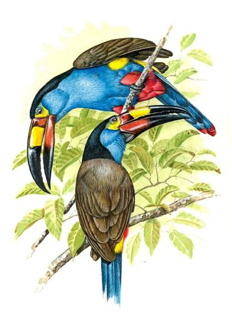 Plate Billed Mountain Toucan Andigena Laminirostris Jadu73044