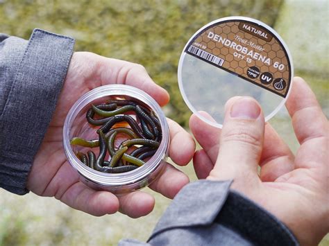 Spro Trout Master Dendrobaena 6cm Forel Kunstaas In Knoflookgeur