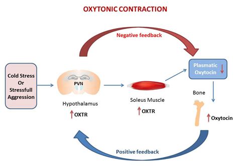 Oxytocin Facilitates The Sensation Of Social Stress Fpkm