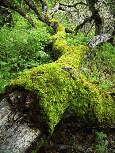 Plant And Evolution Biology Flashcards Quizlet