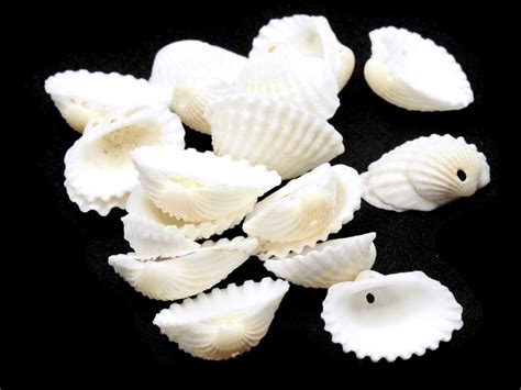 19 White Oyster Shell Seashell Beads Michaels