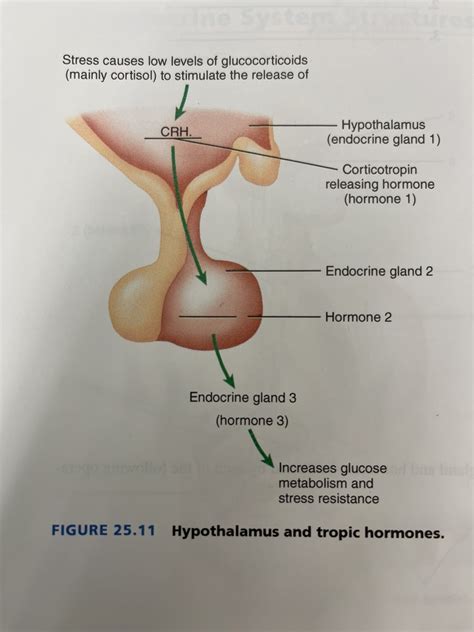 endocrine system lab practical part 1 diagram quizlet