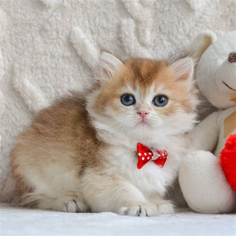 Nemo British Longhair Male 2200 Kitten In Seattle Washington Kitty