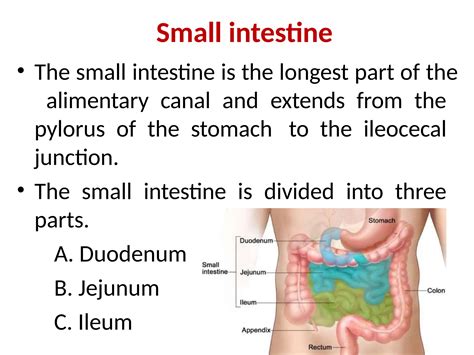 Duodenum Ppt By Dr Vishal Sharmapptx Study Pptx