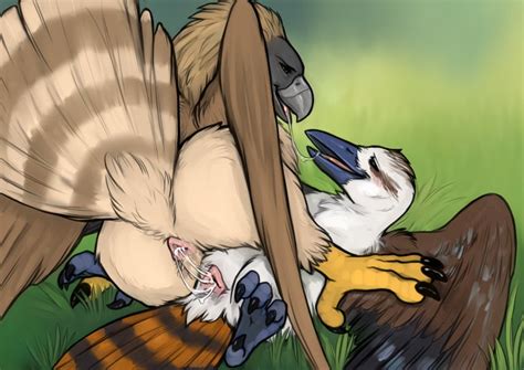 Rule 34 Accipitrid Accipitriform Ambiguous Ambiguous Ambiguous Gender