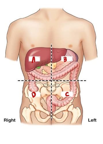 Quadrants Labeling Flashcards Quizlet