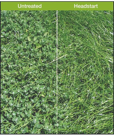 Cost Effective Early Weed Control For Pasture And Chicory — Nz