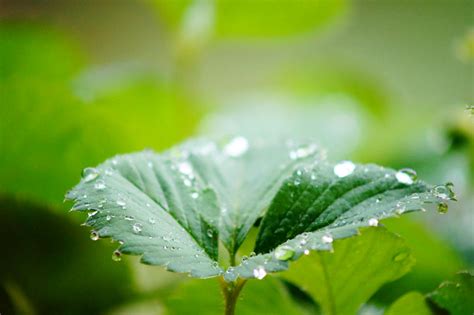Stawberry Leaf After Rain By Edibale Artist On Deviantart
