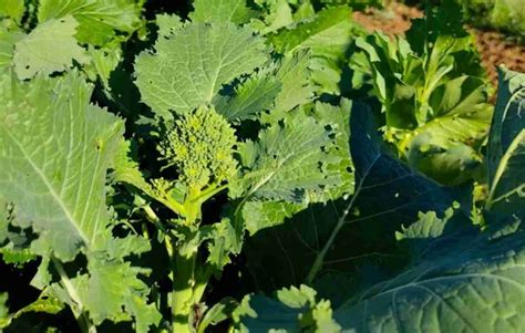 Come Raccogliere Le Cime Di Rapa E Avere Un Raccolto Prolungato