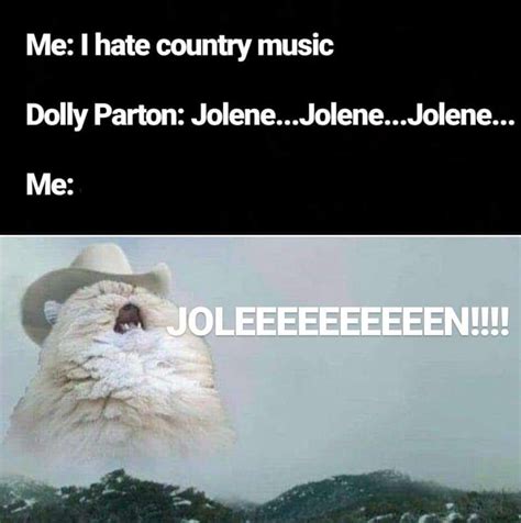 Cats Jolene Dollyparton Countrymusic Memes Humor Funny Cat Memes