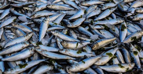 What Are The Health Benefits Of Low Histamine Fish