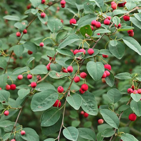 Cotoneaster Multiflorus Many Flowered Cotoneaster Myseedsco