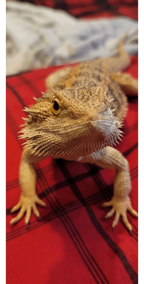 Doodle Bopping Rmotherofthydragon