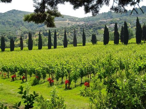 Il Classico Winery Tour And Degustation In Campania