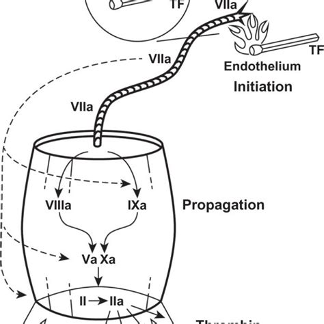 Factor Vii Is Activated By Tissue Factor To Viia Much The Way A Match Download Scientific