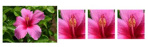 Forensic Video Enhancement Guide How To Use Interpolation For Resizing