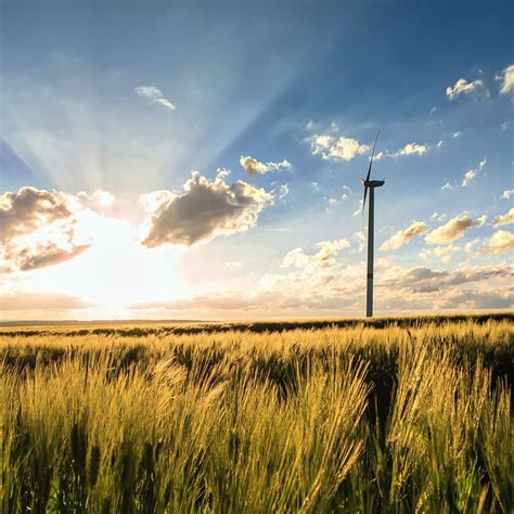 Sichtschutz Yanick Online Kaufen