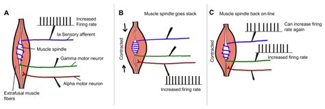 Gamma Motor Neurons