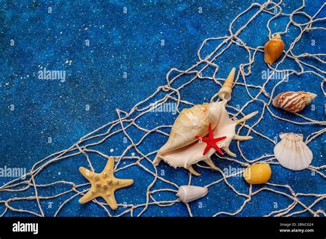 Seashells Summer Background Lots Of Different Seashells Piled Together