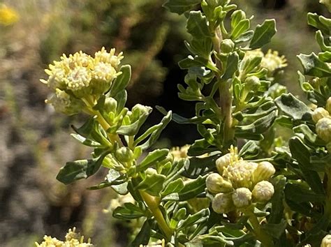 Baccharis Neaei Baccharis Neaei Vivero Pumahuida