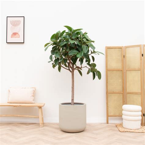 Ficus Elastica Robusta Auf Stiel 190cm Green Bubble