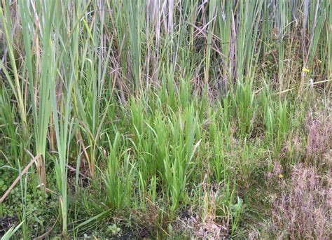 Reed Sweetgrass Marlborough Kaitiaki O Ngahere Projects