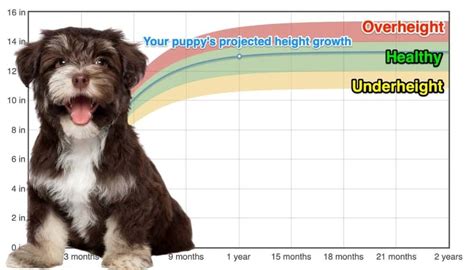 Havanese Heightgrowth Chart How Tall Will My Havanese Grow The Goody Pet