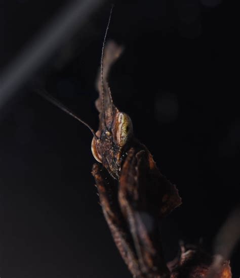 Mantis L3 By Ohdfoxy On Deviantart