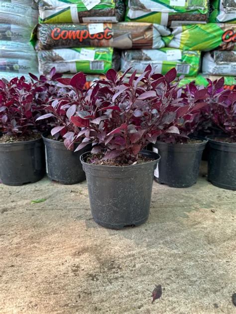 Alternanthera Dentata Little Ruby 15cm