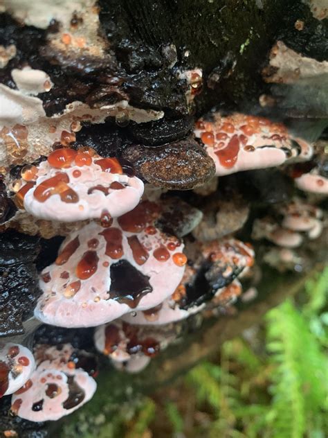 Bleeding Tooth Blushing Rosette Or Something Else Olympic National