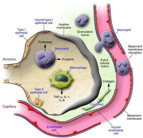 Endothelium Of Capillaries