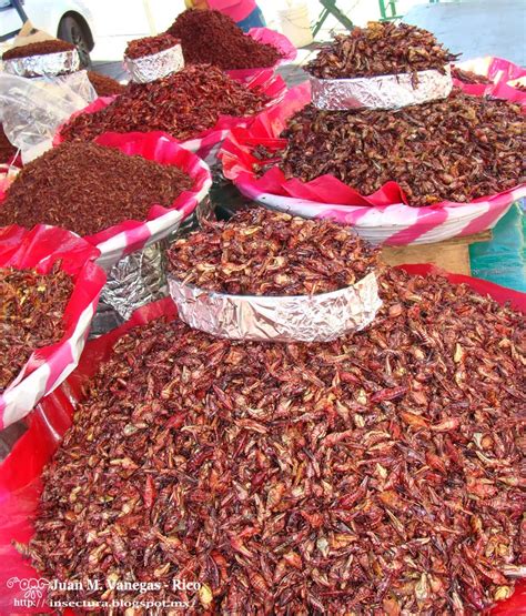 Insectura Chapulines Con Chile Y Limón