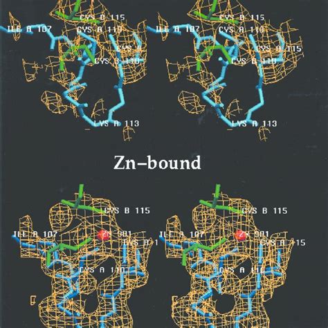 Stereo View Of The 2 F O F C Omit Electron Density Map Of Zinc Free Download Scientific Diagram