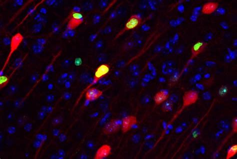 Engrams Emerging As The Basic Unit Of Memory Picower Institute