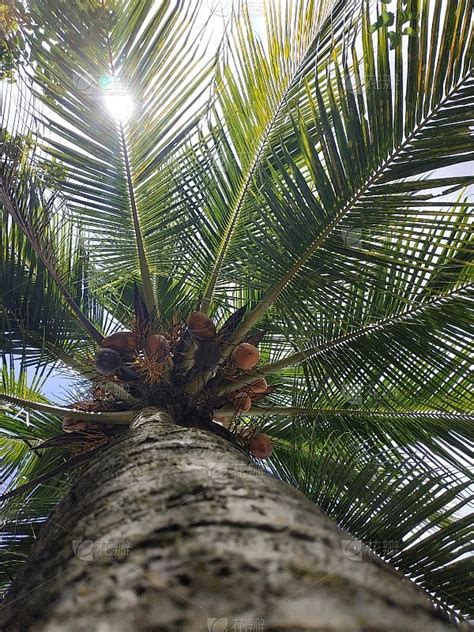 结黄色果实的椰子树