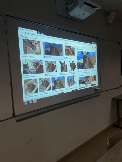 Small Floppa Big Flop Rbigfloppa