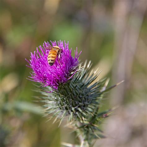 Summer Bee By Terrytassie On Deviantart