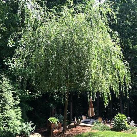Weeping Willow Candj Gardening Center