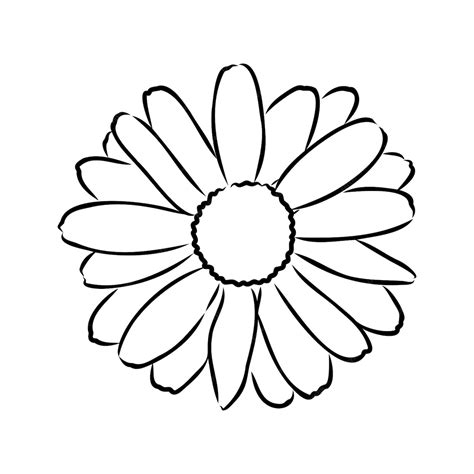 Premium Vector Daisy Flower Line Art Drawing Vector Hand Drawn