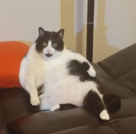30 Gatitos Super Gorditos Que Tienes Que Ver Ahora Mismo
