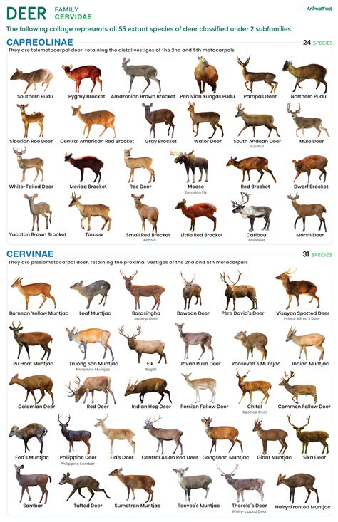 Tetrapod Examples Characteristics Evolution And Pictures