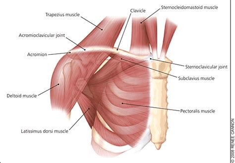 Clavicle Muscle Anatomy
