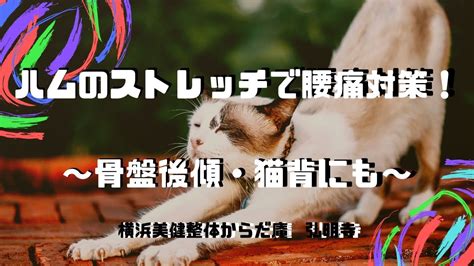 ハムのストレッチで猫背（骨盤後傾）・腰痛対策【横浜美健整体からだ庵 弘明寺】 Youtube