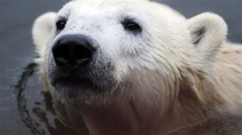 Wetenschapper Wil Ijsbeer Knut Klonen