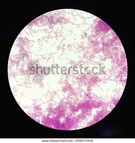 Bacillus Subtilis Microscope